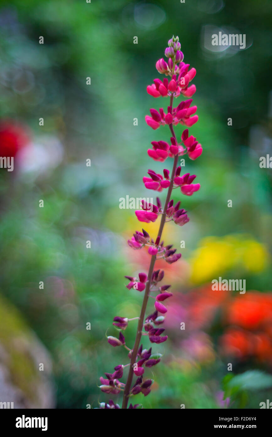 Close up of nice flowers in the garden Stock Photo - Alamy
