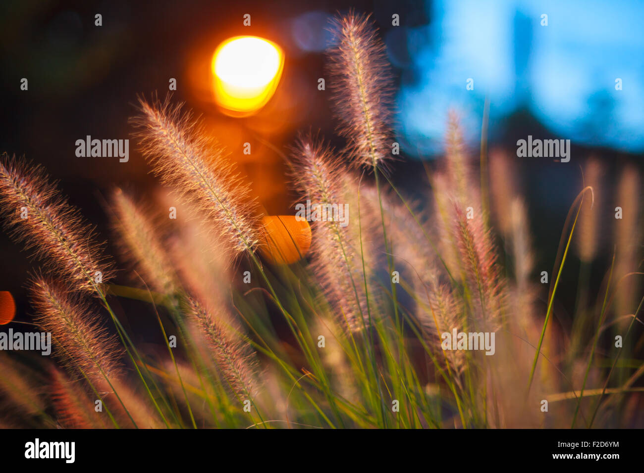 Grass with sunset hi-res stock photography and images - Alamy