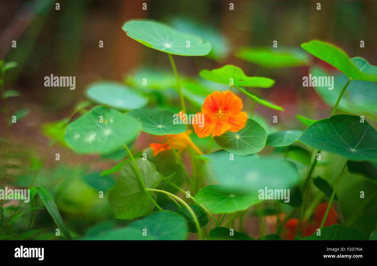 Close up of nice flower in the garden Stock Photo - Alamy