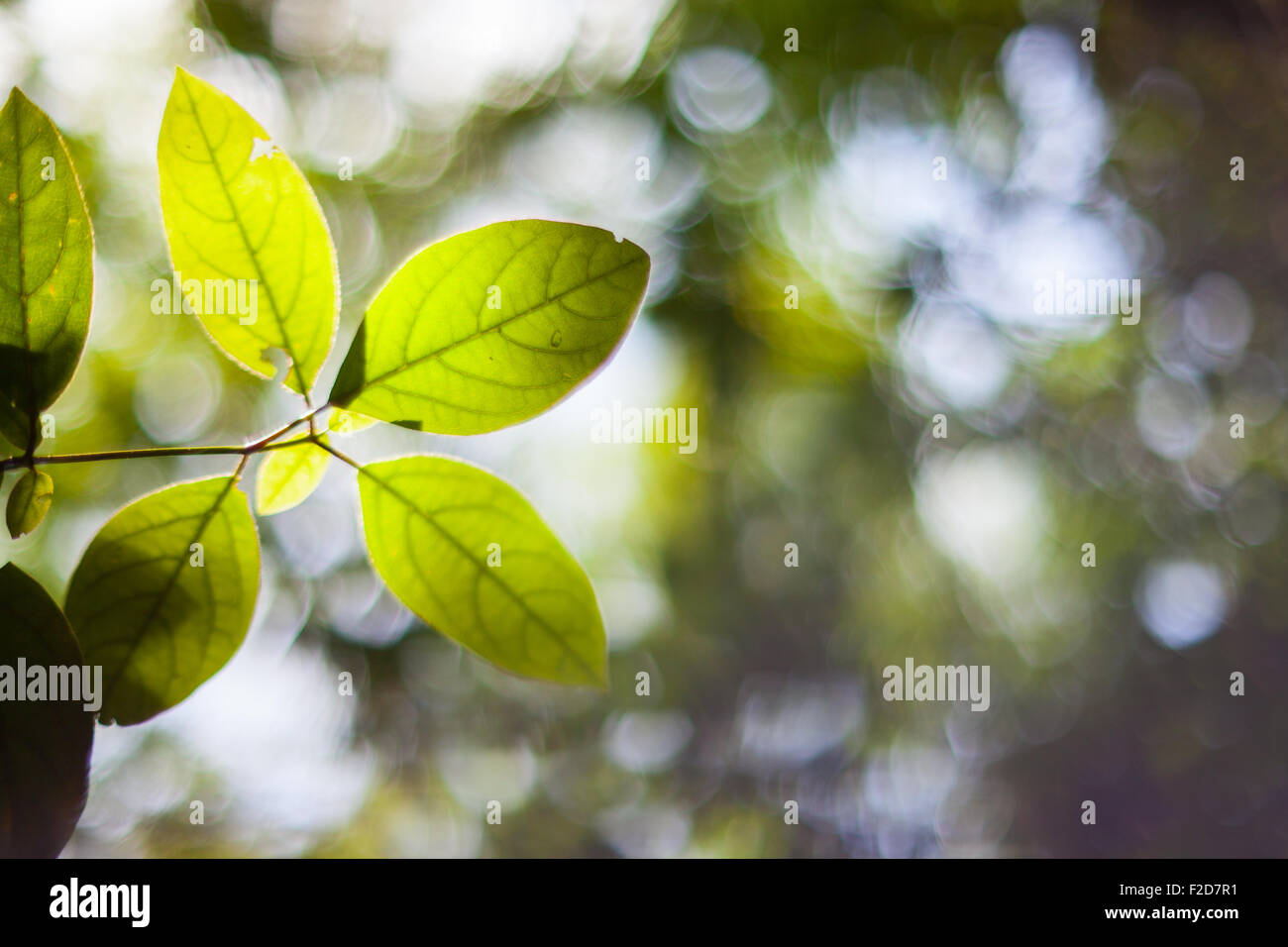 Close up of leaves on branch of tree Stock Photo - Alamy