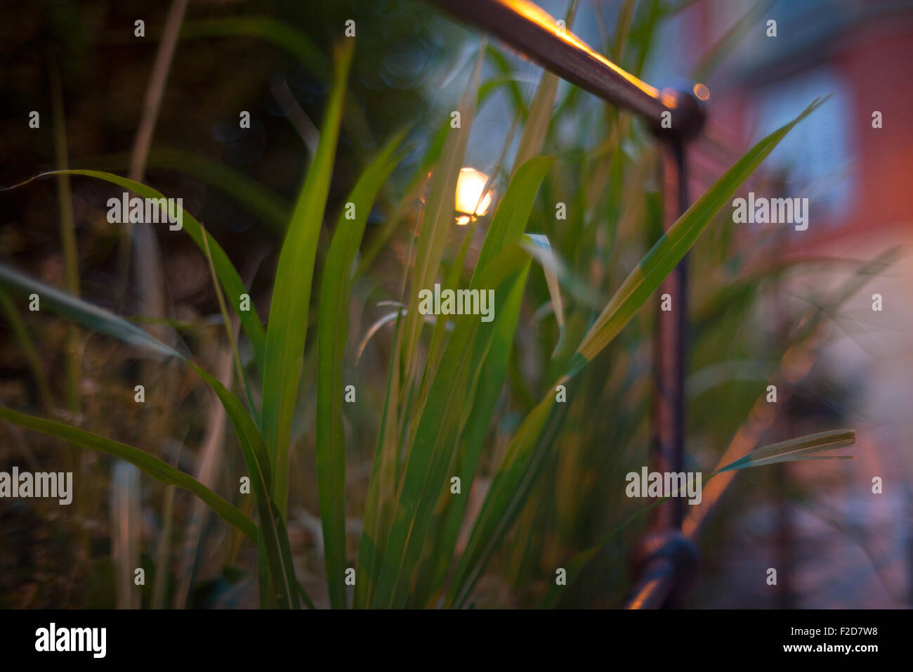 View of bokeh lawn at sunset Stock Photo - Alamy