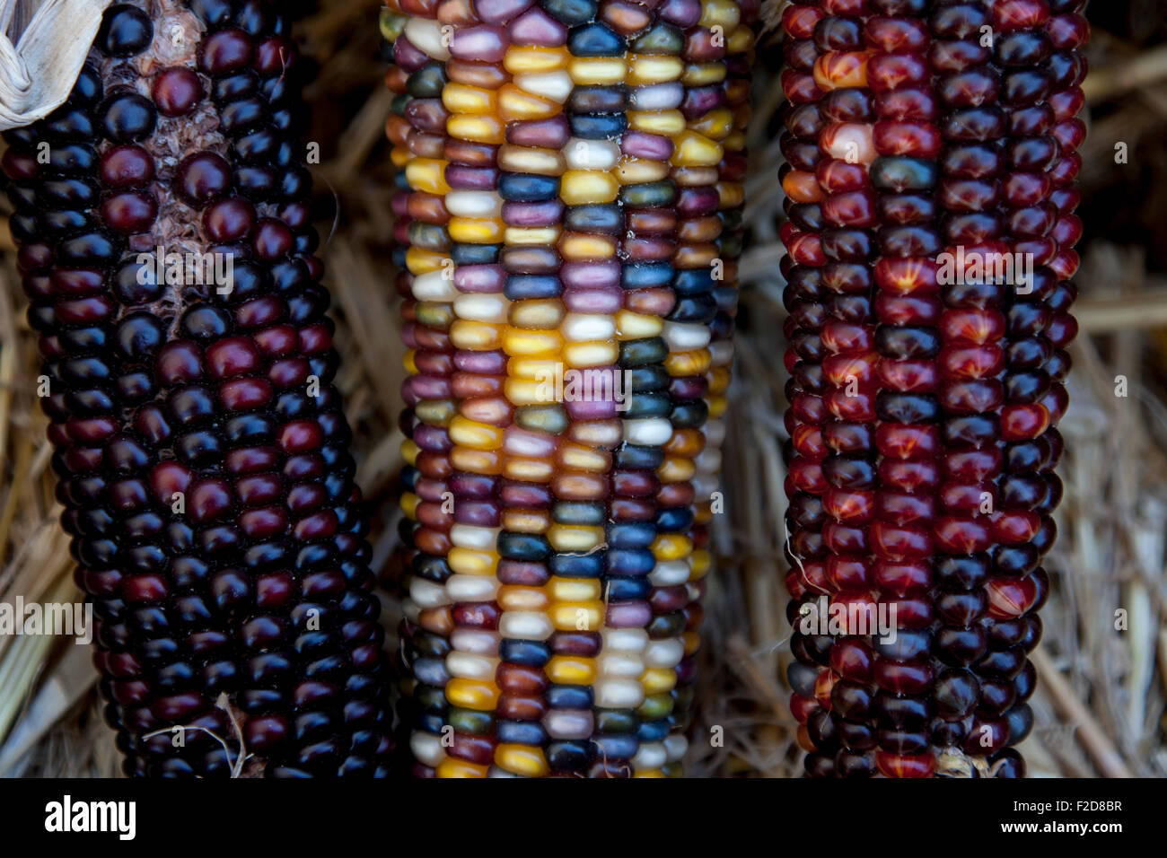 Indian corn husk hi-res stock photography and images - Alamy