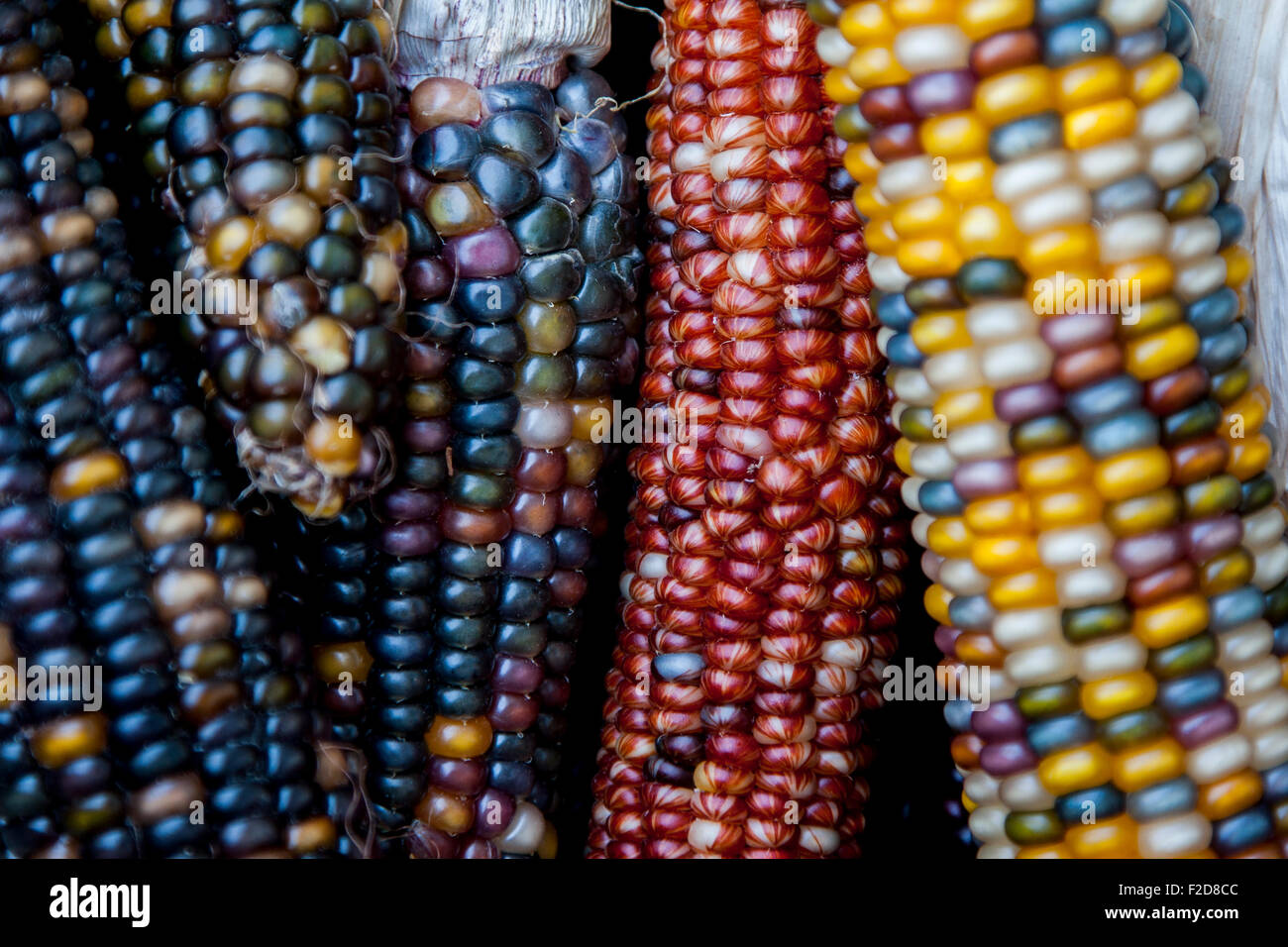 Multi-colored Indian Corn at the market in Berkeley, California Stock ...