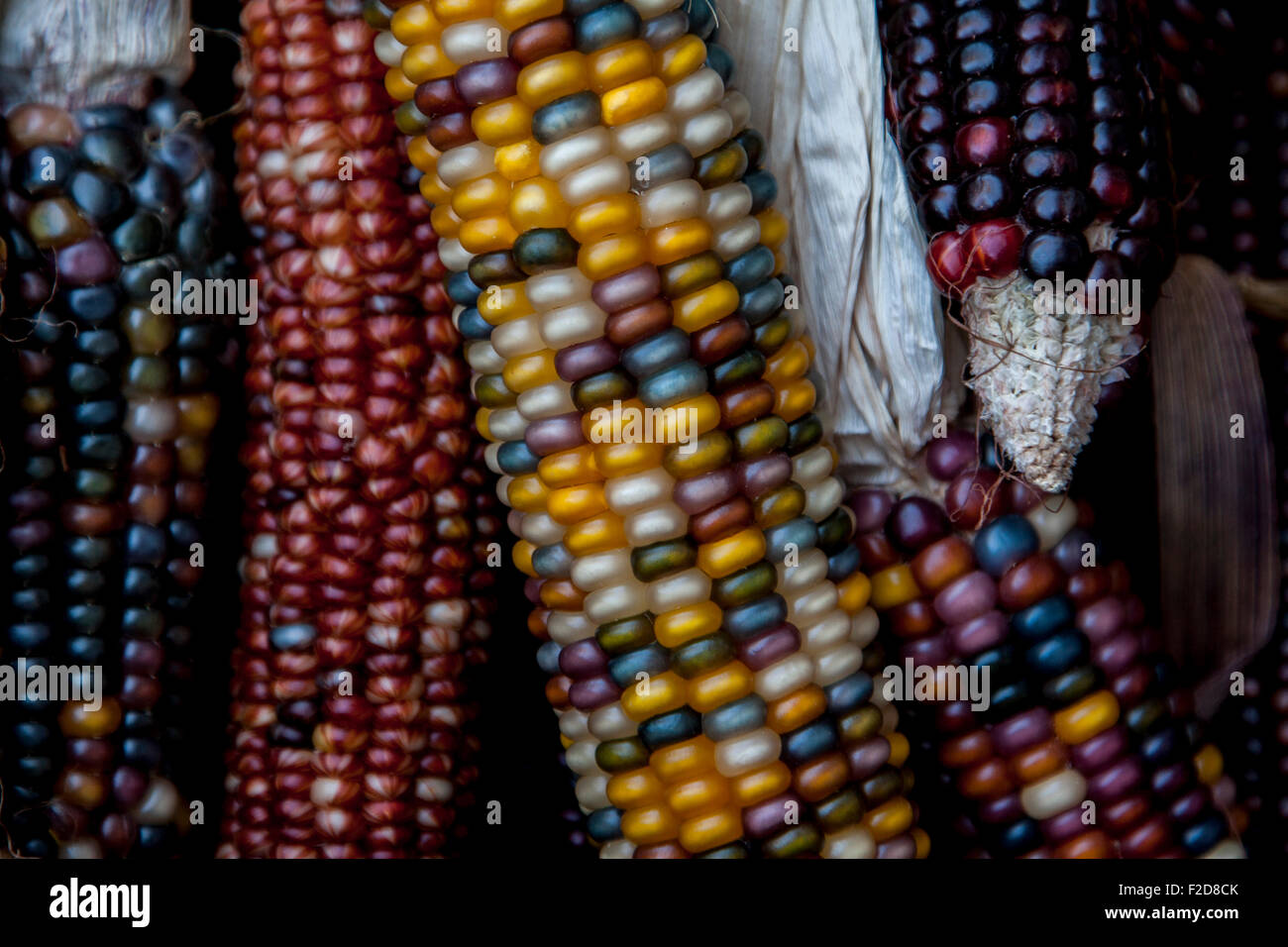 Indian Colored Corn High Resolution Stock Photography and Images - Alamy