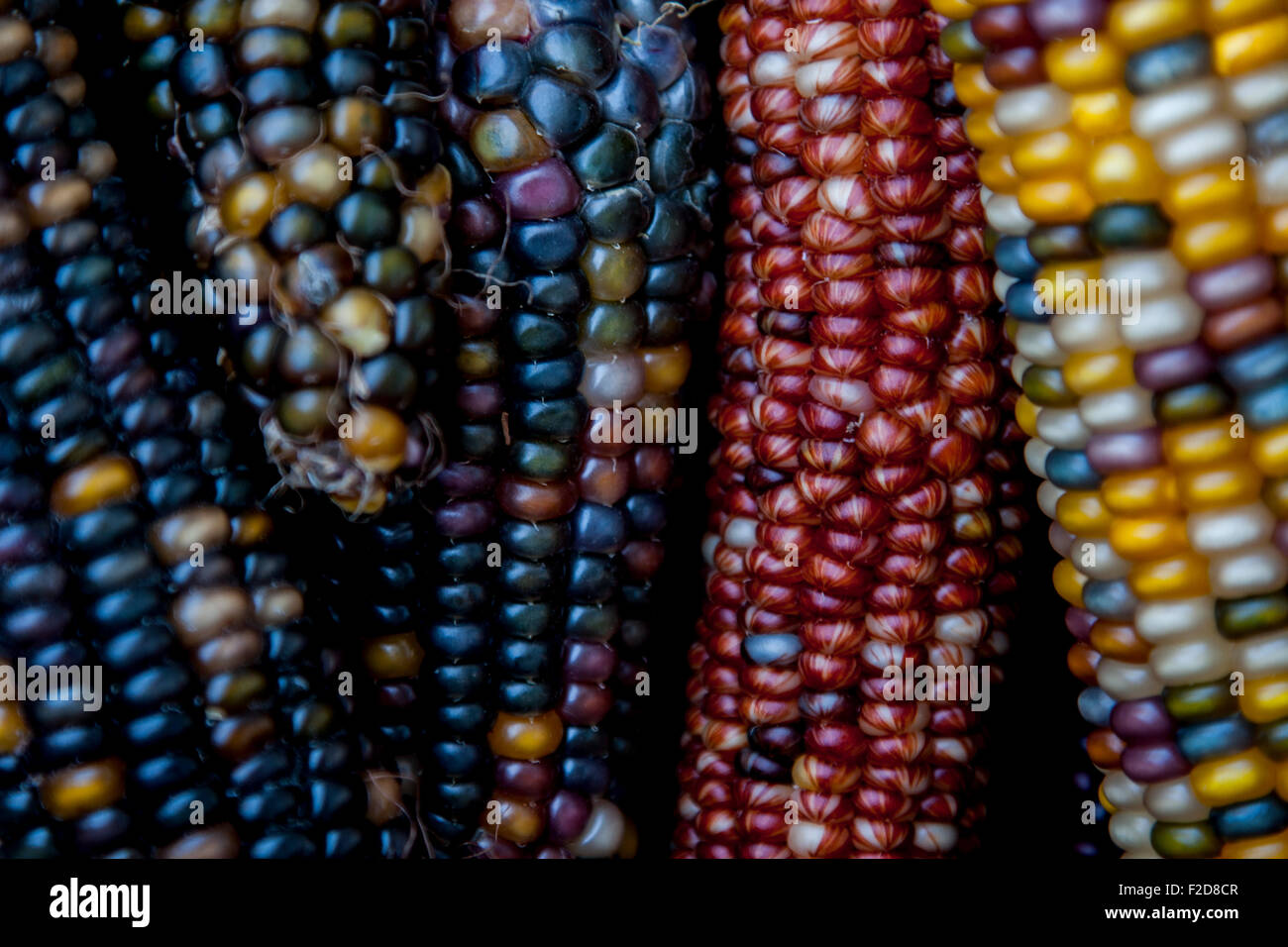Multi-colored Indian Corn at the market in Berkeley, California Stock ...