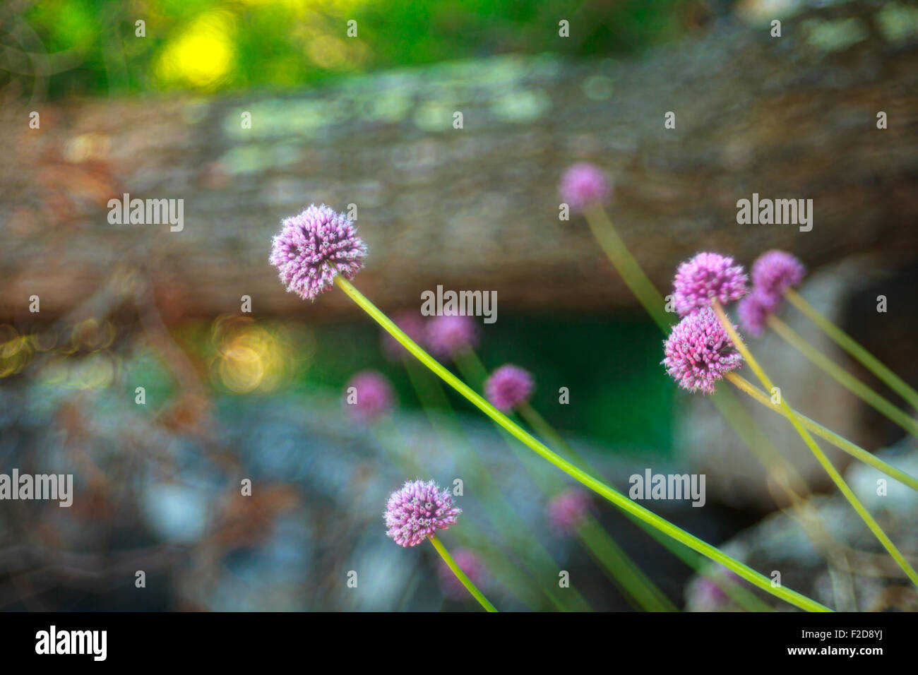 Alium cepa hi-res stock photography and images - Alamy