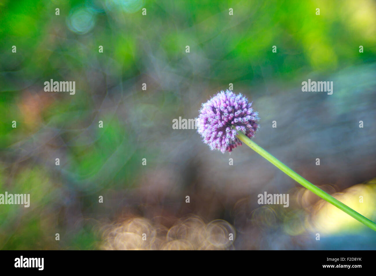 Alium cepa hi-res stock photography and images - Alamy