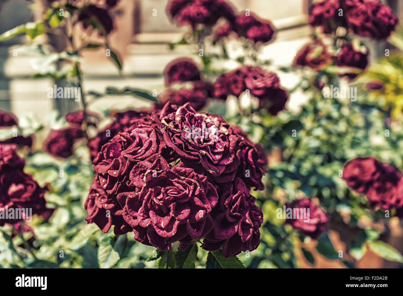 closeup of red roses in Italy Stock Photo - Alamy