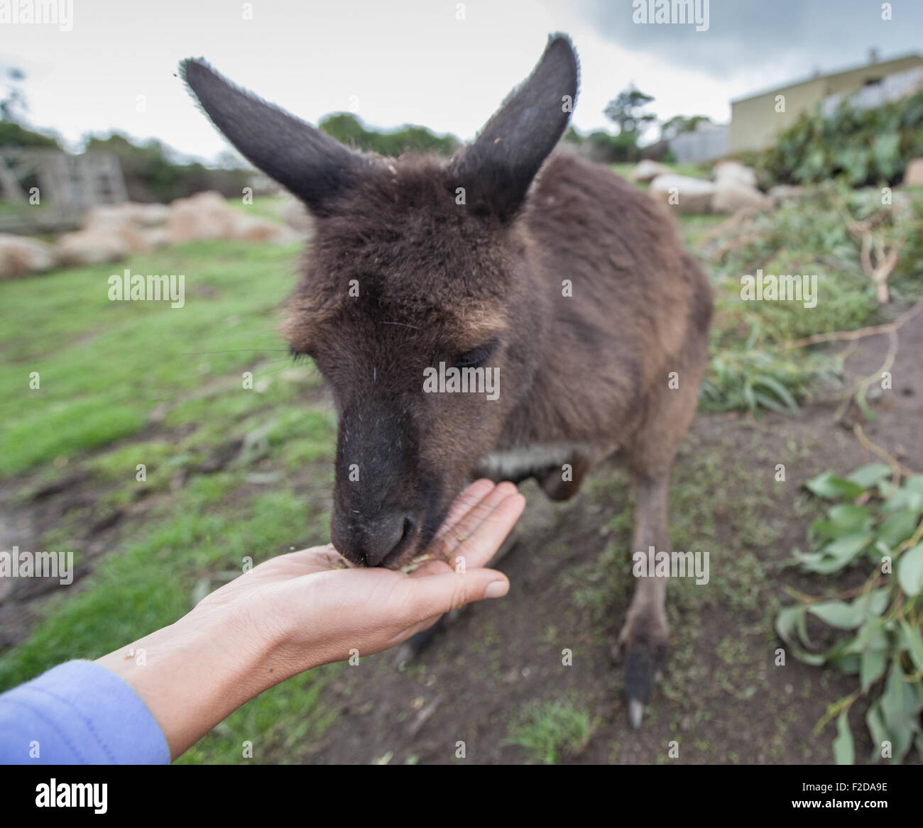 Kangaroo being fed by hand Stock Photo - Alamy