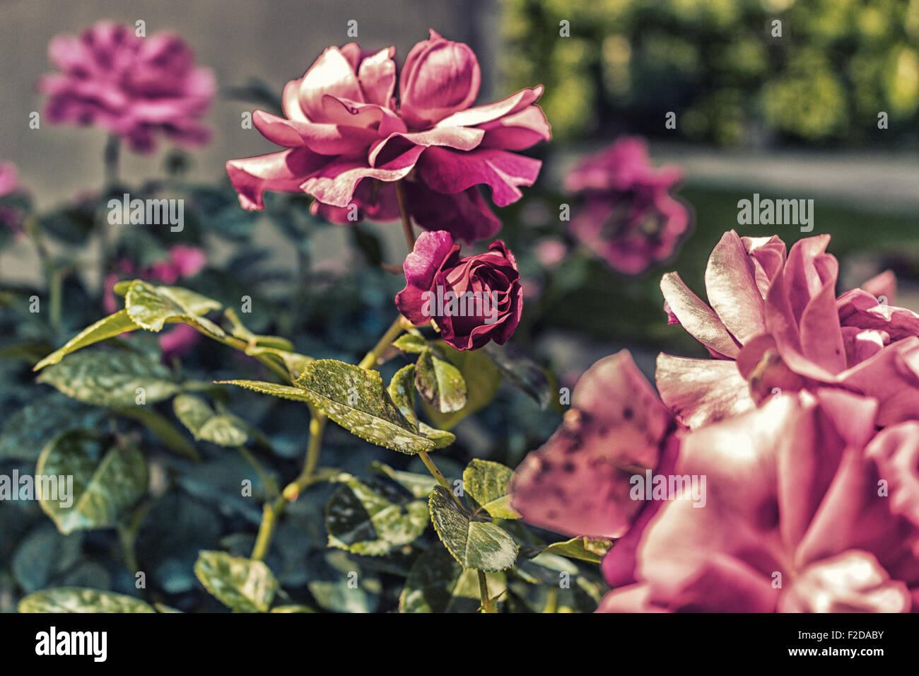 closeup of red roses in Italy Stock Photo - Alamy