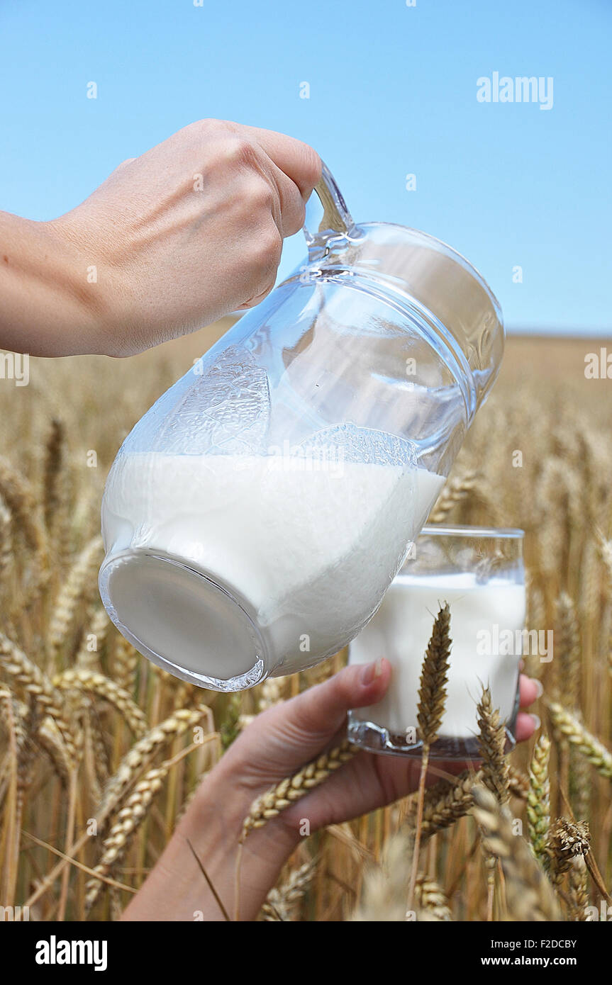 Jug of milk against wheat field Stock Photo - Alamy