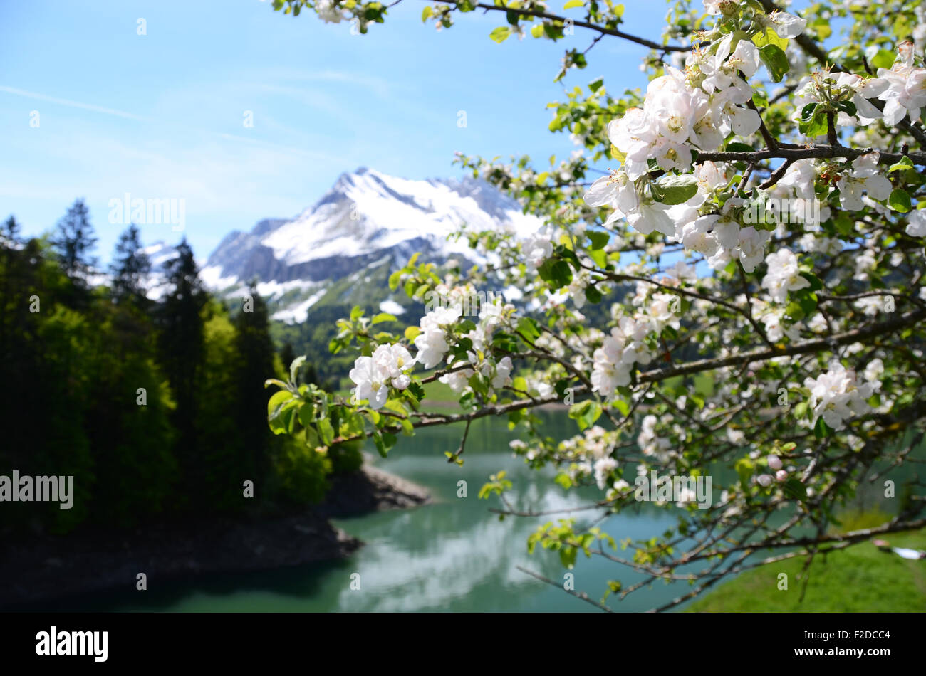 Spring in switzerland hi-res stock photography and images - Alamy
