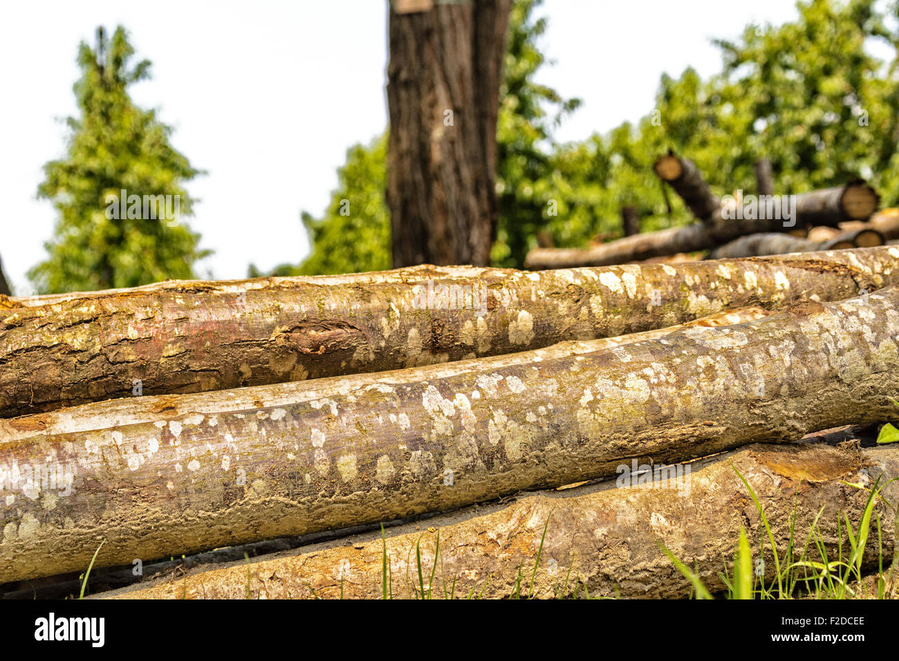 stack of saw birch logs Stock Photo - Alamy