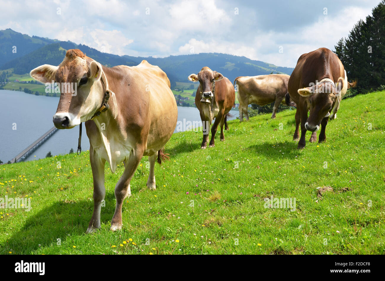 Swiss cows on Alpine meadow Stock Photo - Alamy
