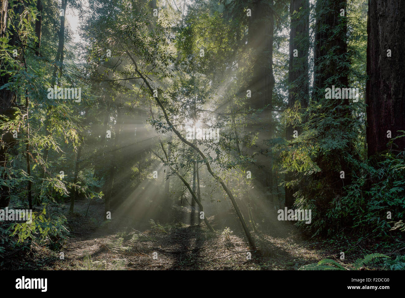 Light streaming through the redwood trees at Henry Cowell State Park in ...