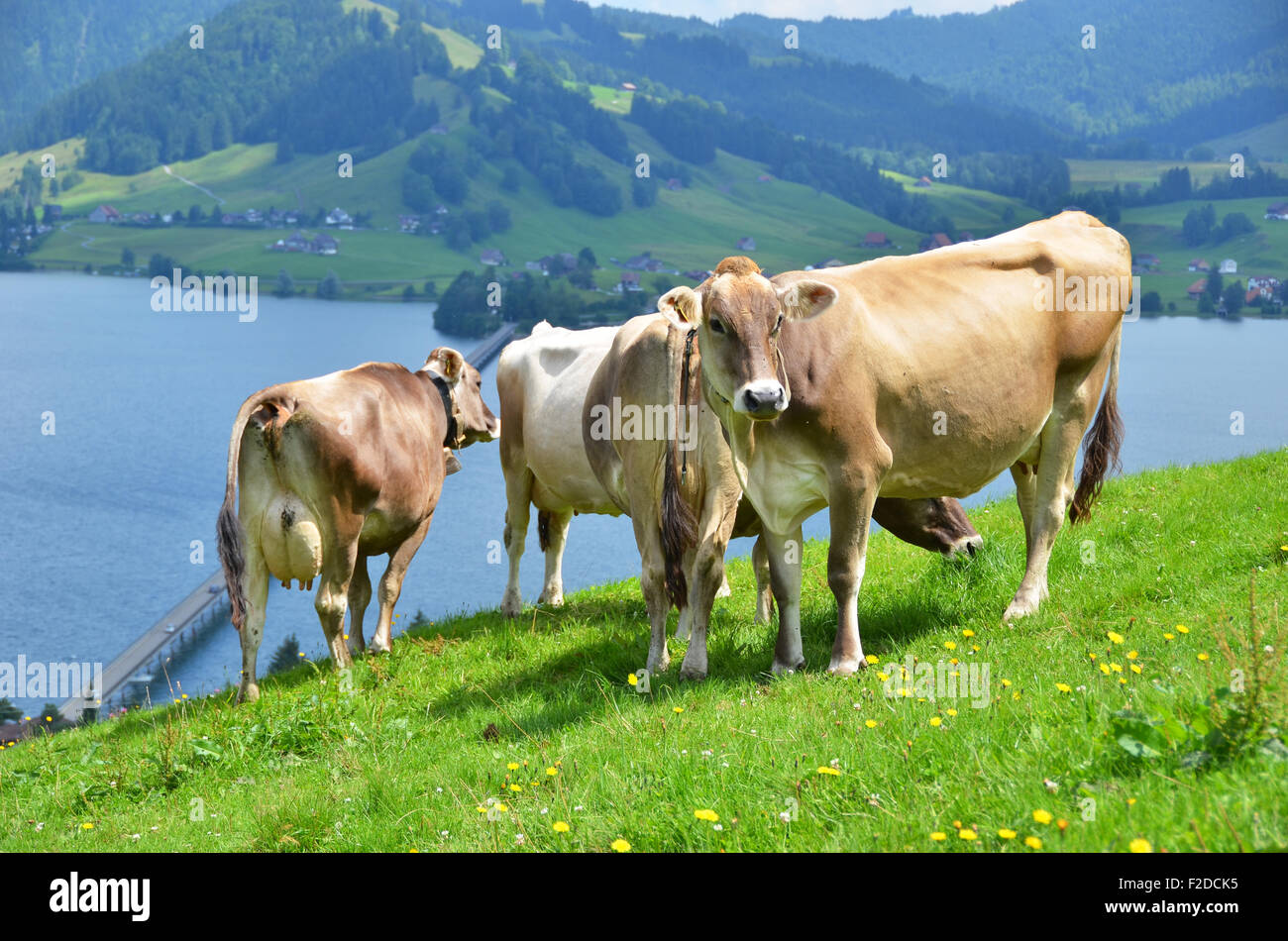 Swiss cows on Alpine meadow Stock Photo - Alamy