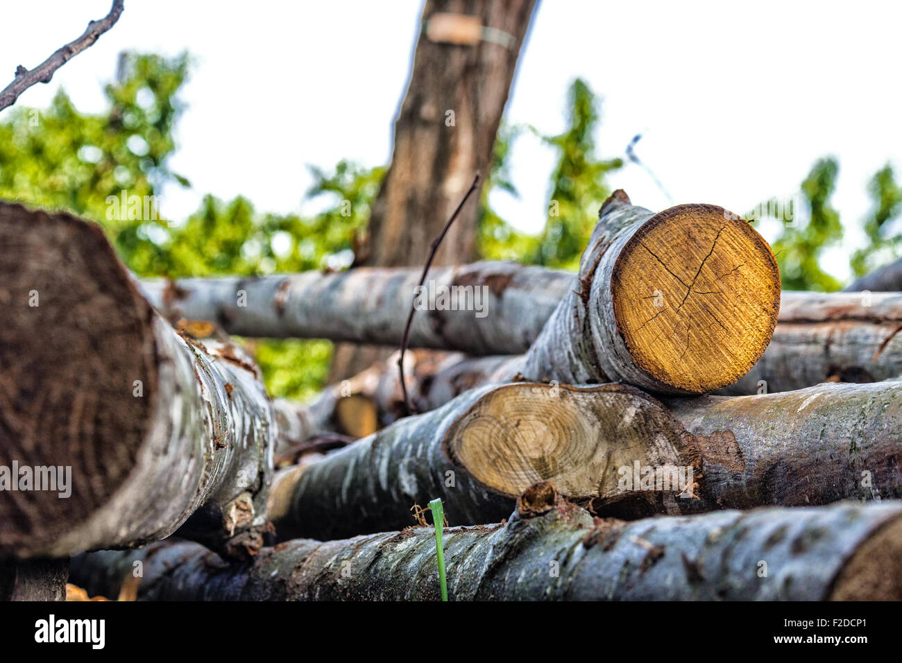 stack of saw birch logs Stock Photo - Alamy