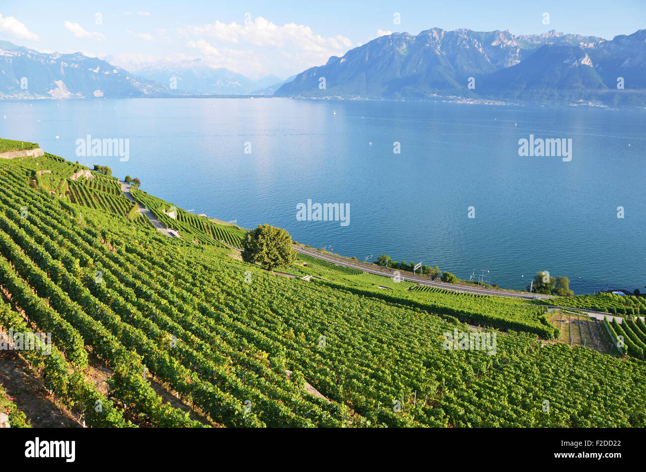 Vineyards in Lavaux region, Switzerland Stock Photo - Alamy