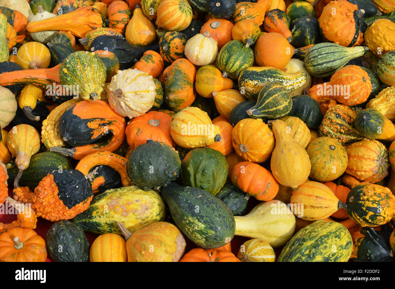 Indian pumpkin patch hi-res stock photography and images - Alamy