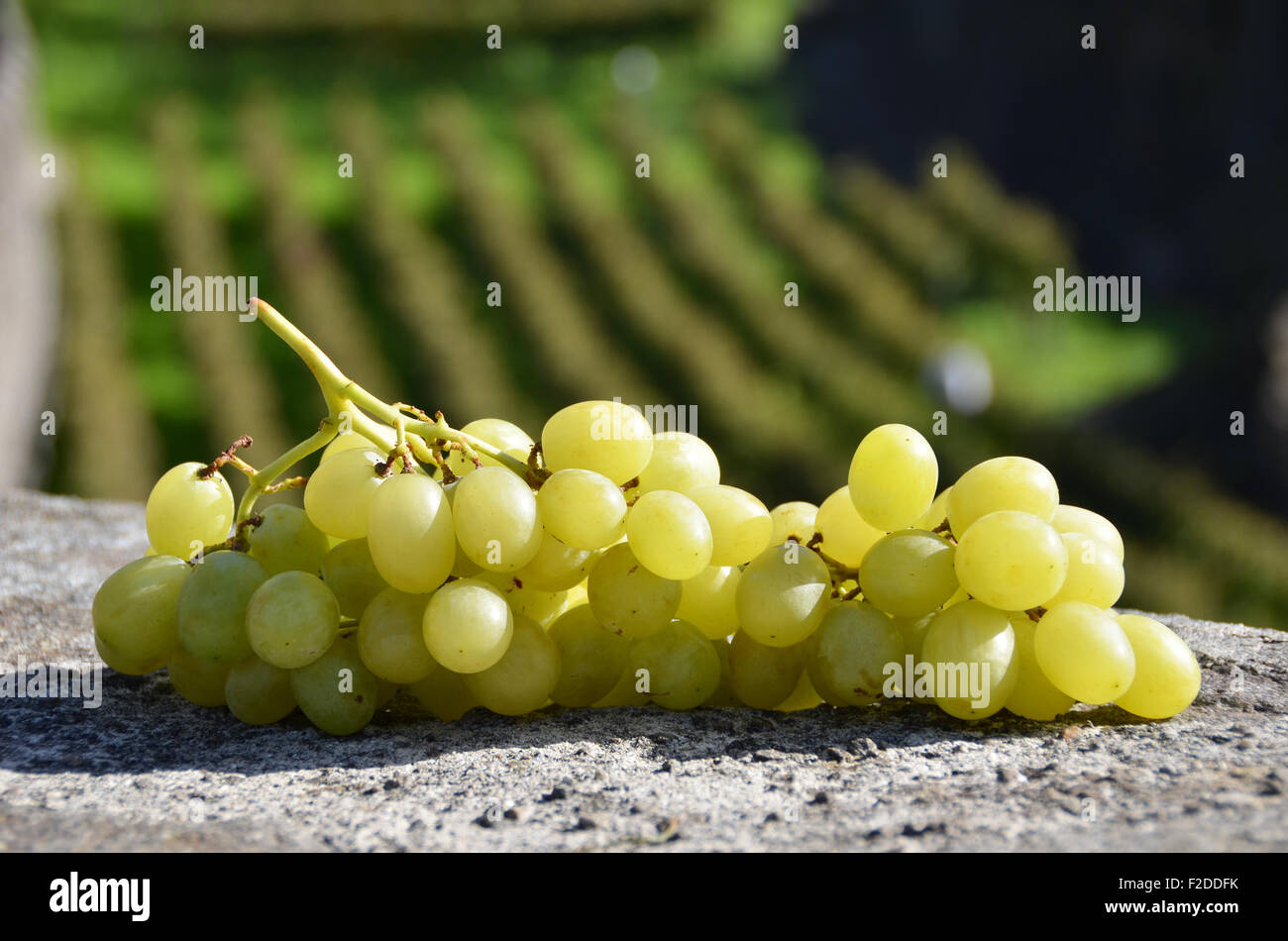 Bunch of grapes Stock Photo - Alamy