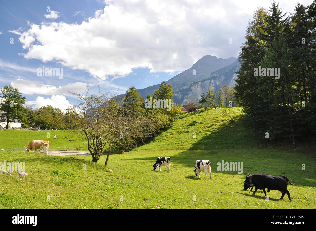 Swiss scenery Stock Photo - Alamy