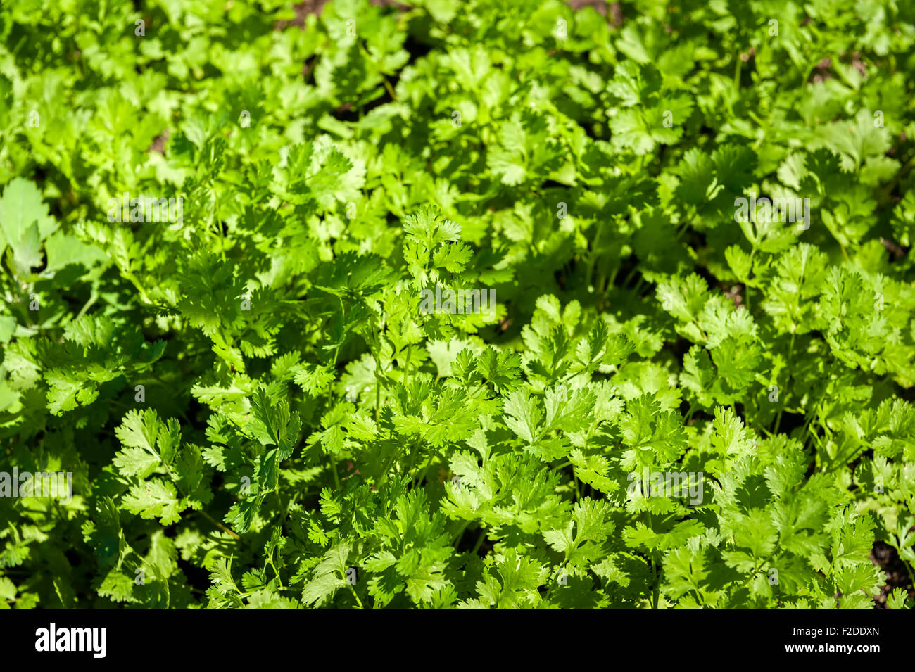 Coriander garden hi-res stock photography and images - Alamy
