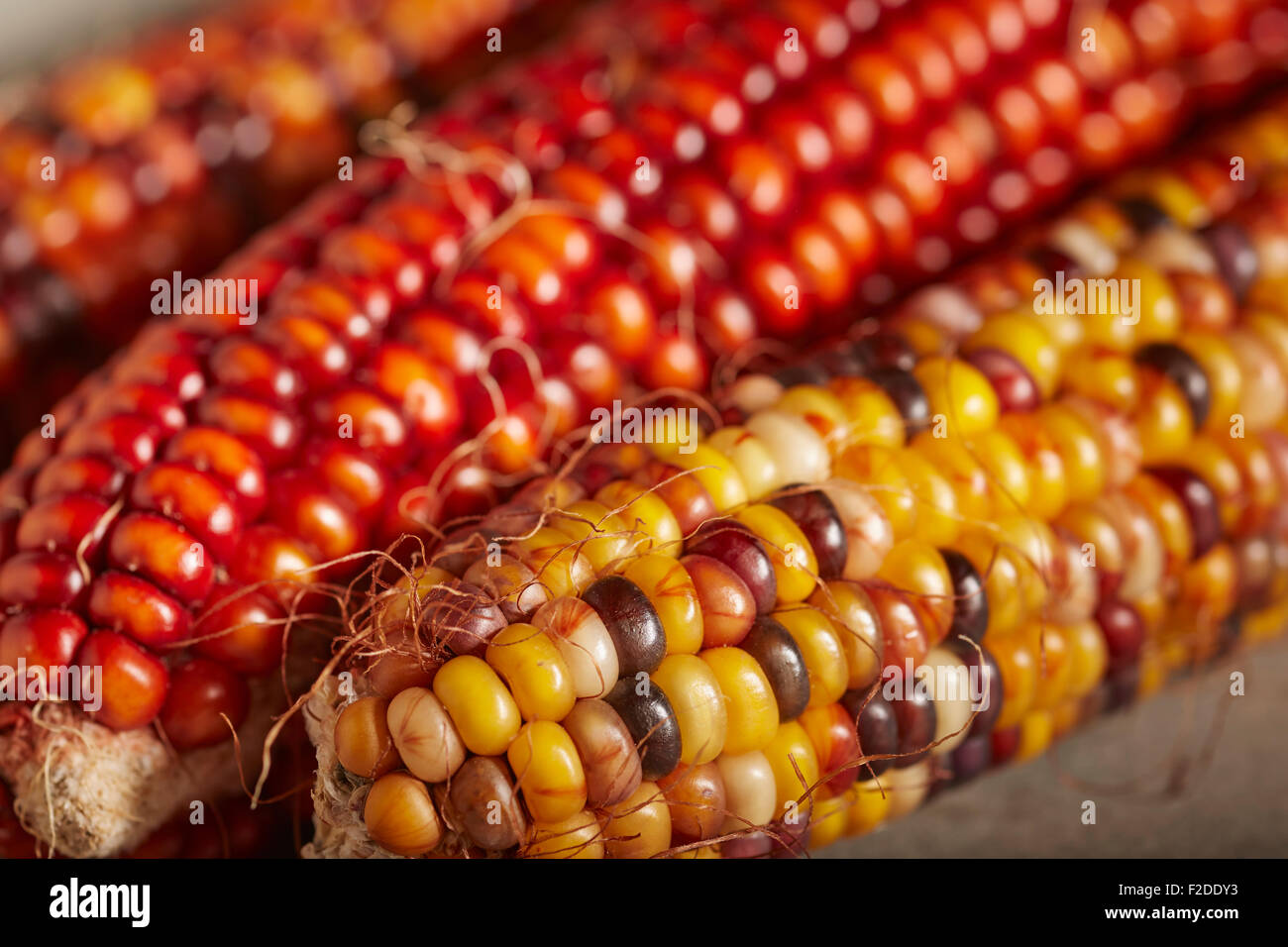 Dried corn, sometimes called "Indian corn Stock Photo - Alamy