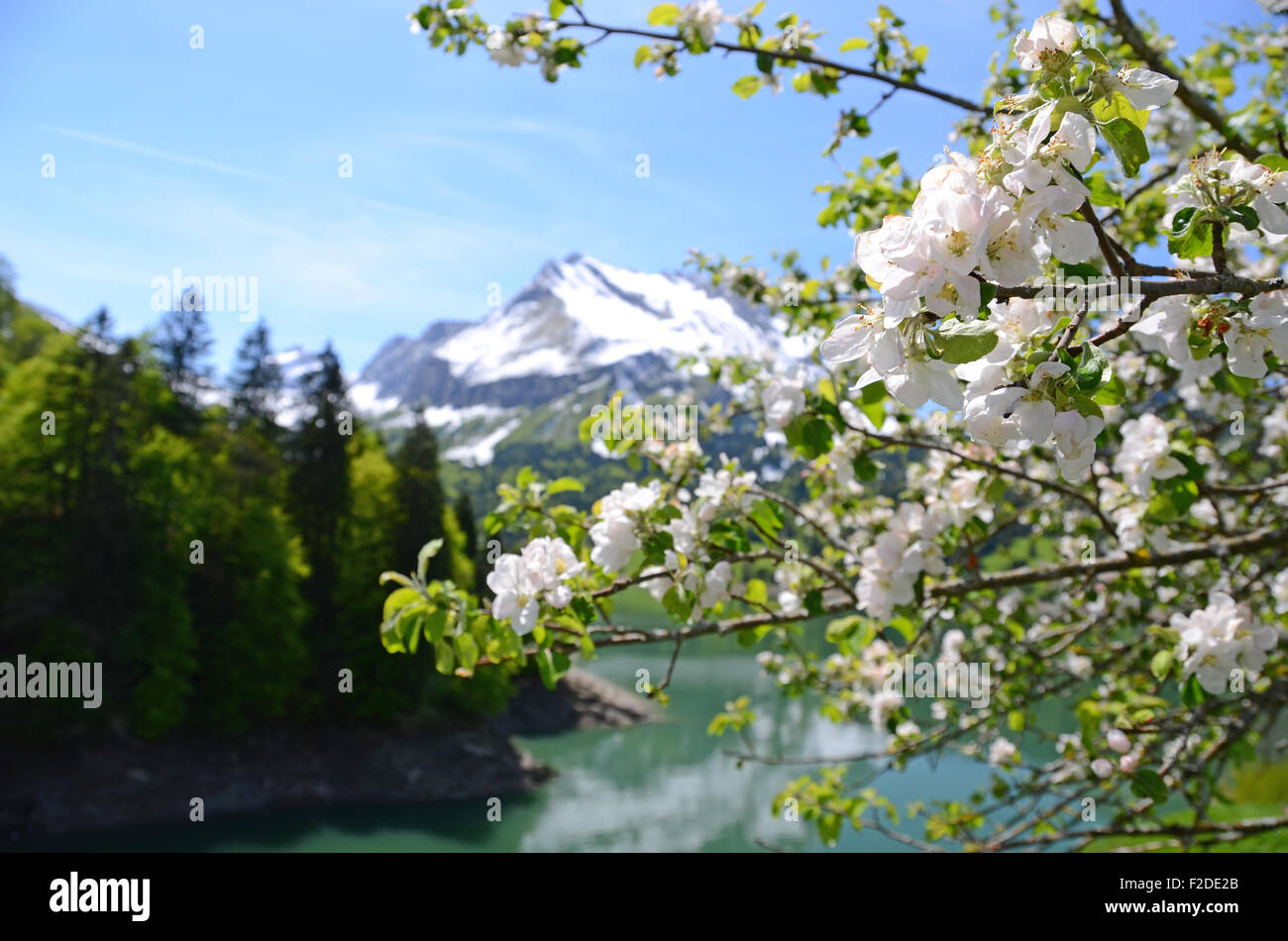 Almond spring switzerland hi-res stock photography and images - Alamy