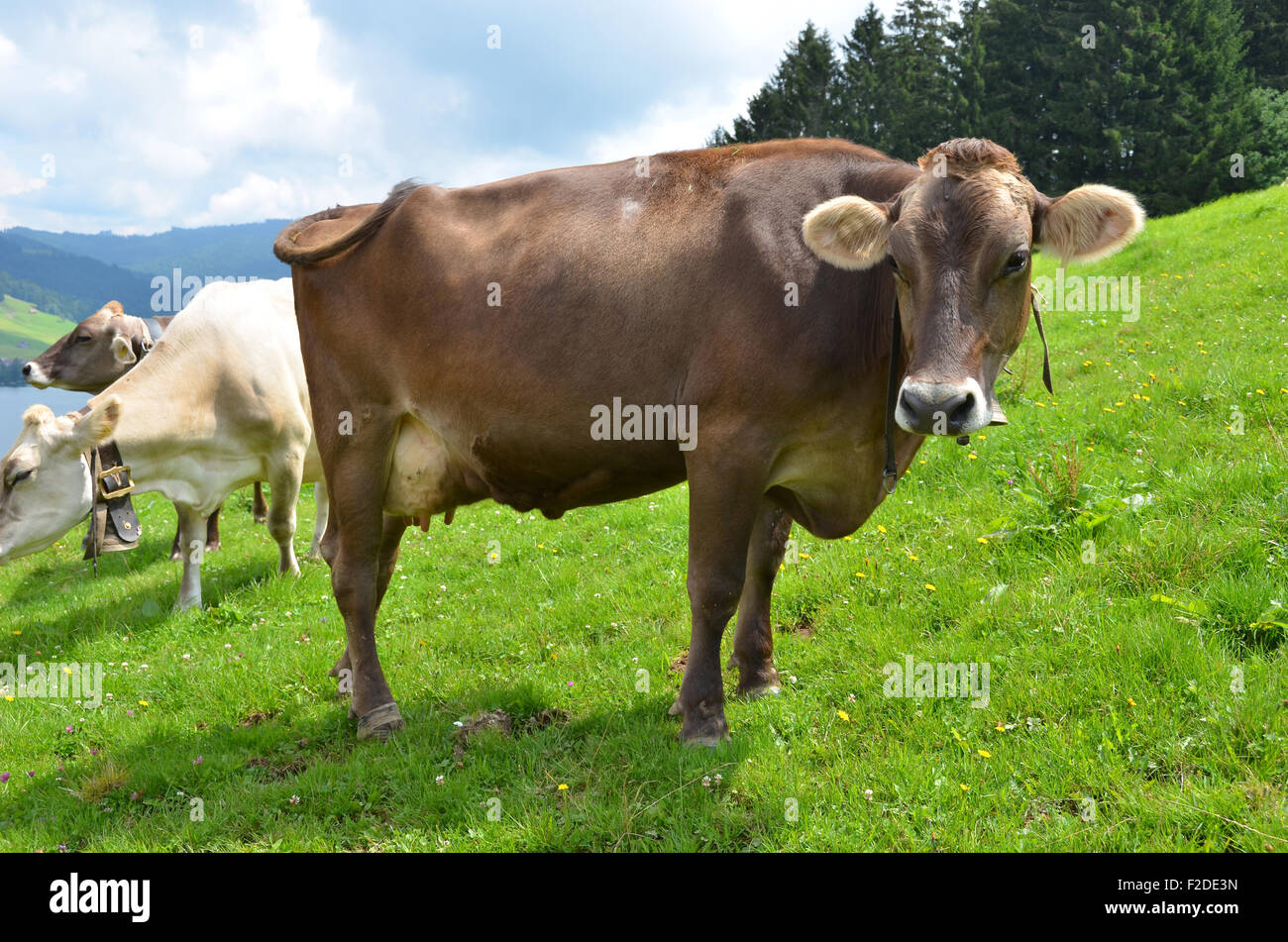 Swiss cows on Alpine meadow Stock Photo - Alamy