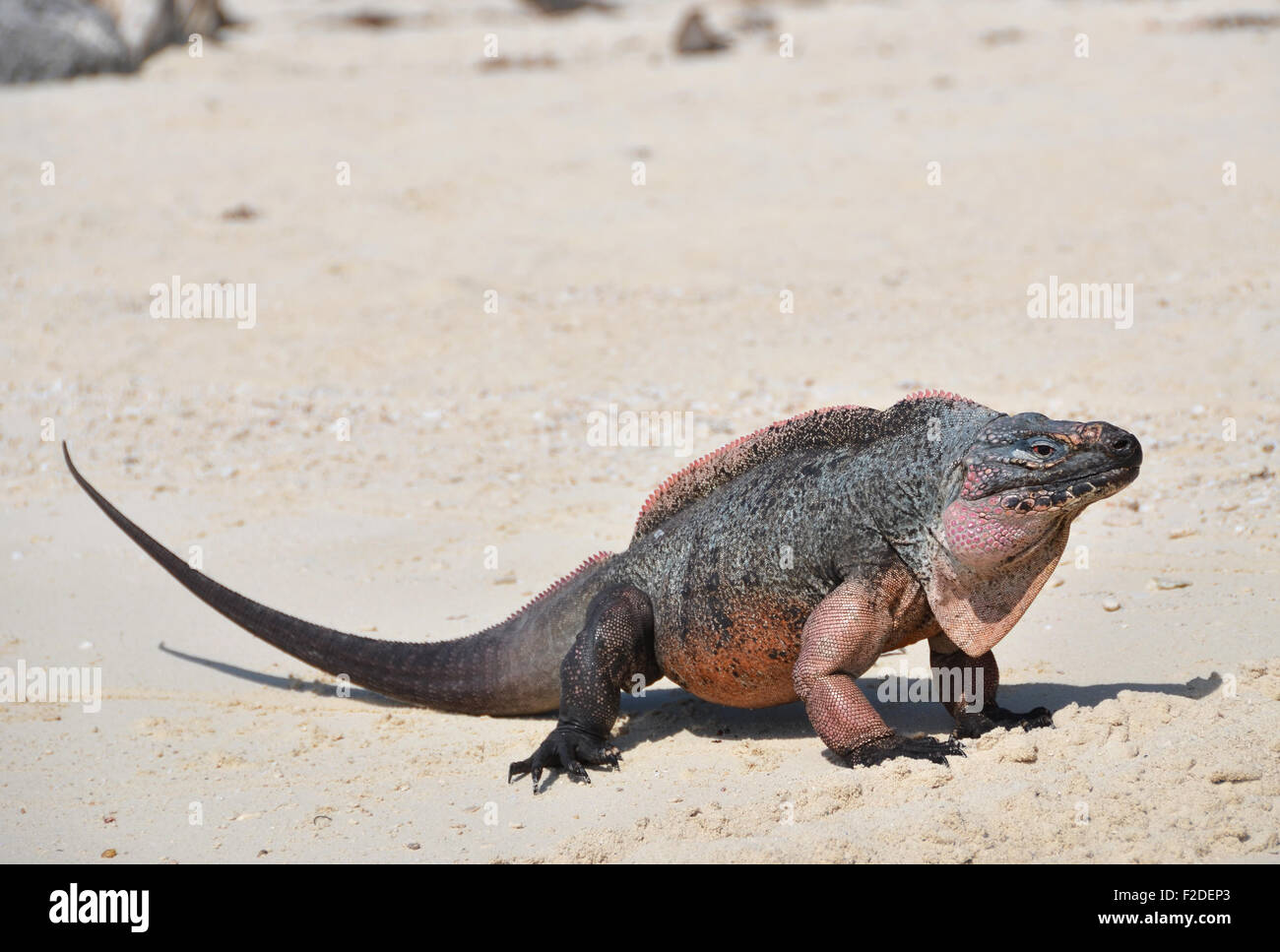Iguana in Exuma Cays Land and Sea Park. Bahamas Stock Photo - Alamy