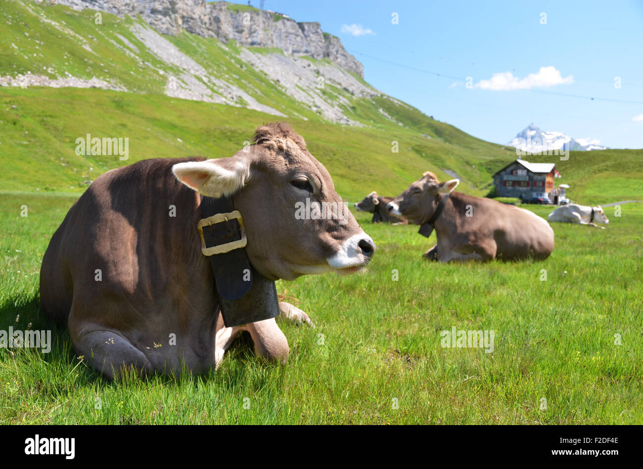 Cows in an Alpine meadow. Melchsee-Frutt, Switzerland Stock Photo - Alamy