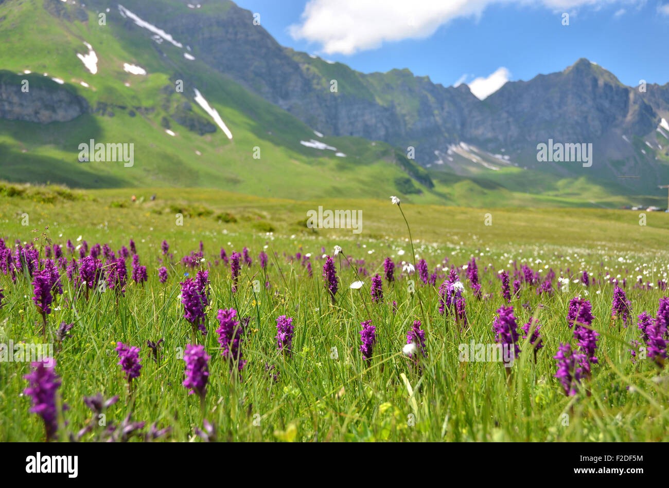 Alpine wild orchids hi-res stock photography and images - Alamy