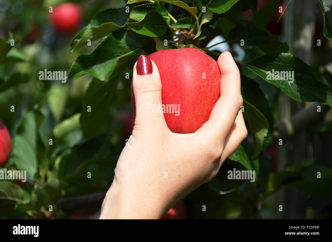 Red apple in the hand Stock Photo - Alamy