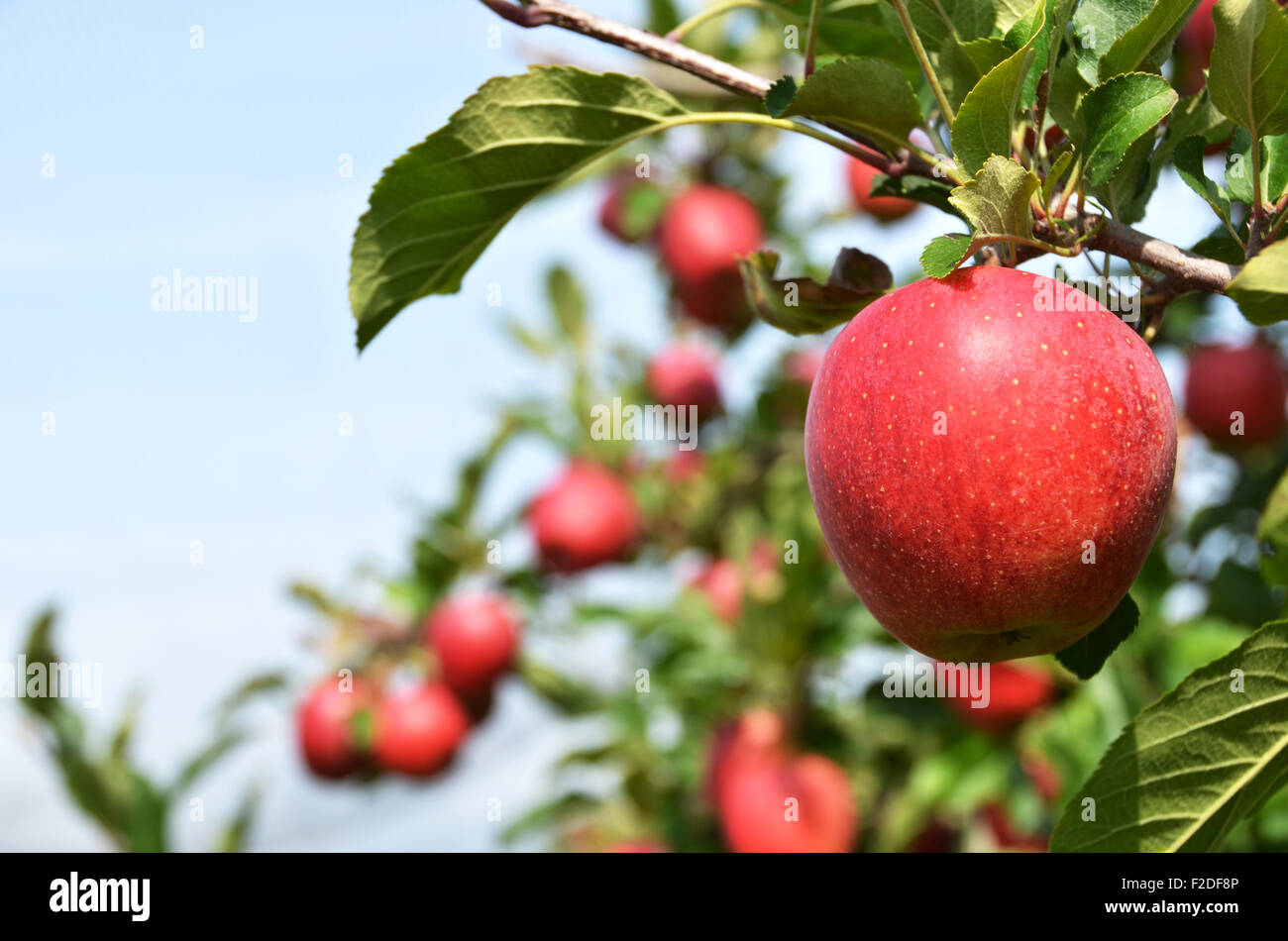 Apple on the tree Stock Photo - Alamy