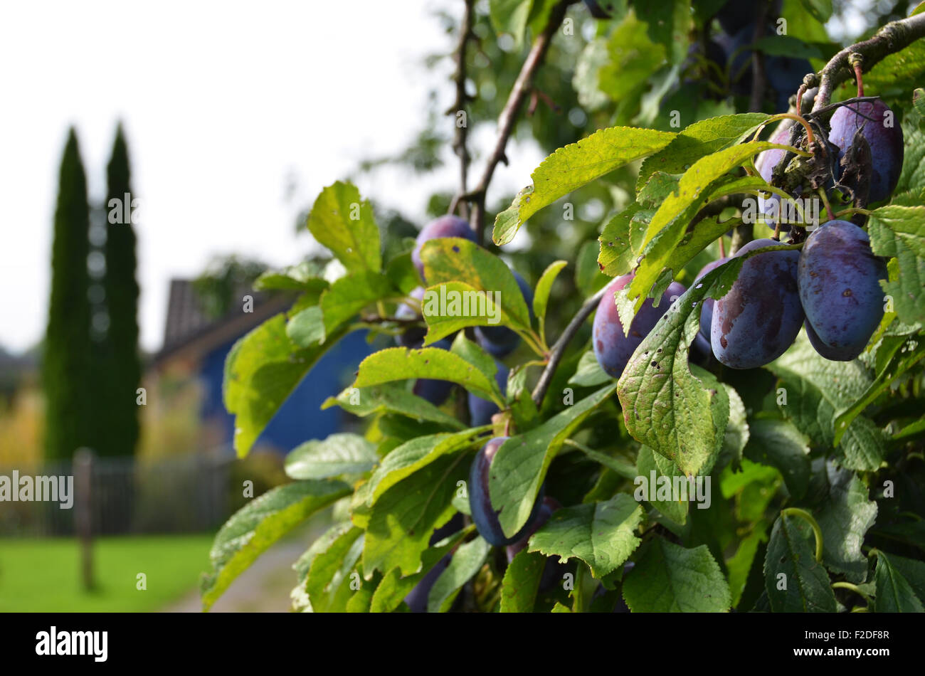 Plum tree in the garden Stock Photo - Alamy