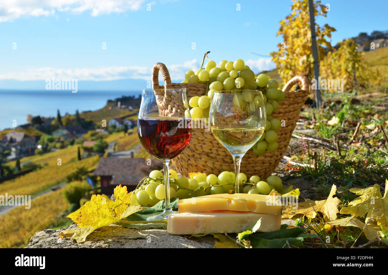 Wine and grapes on the terrace of vineyard in Lavaux region ...