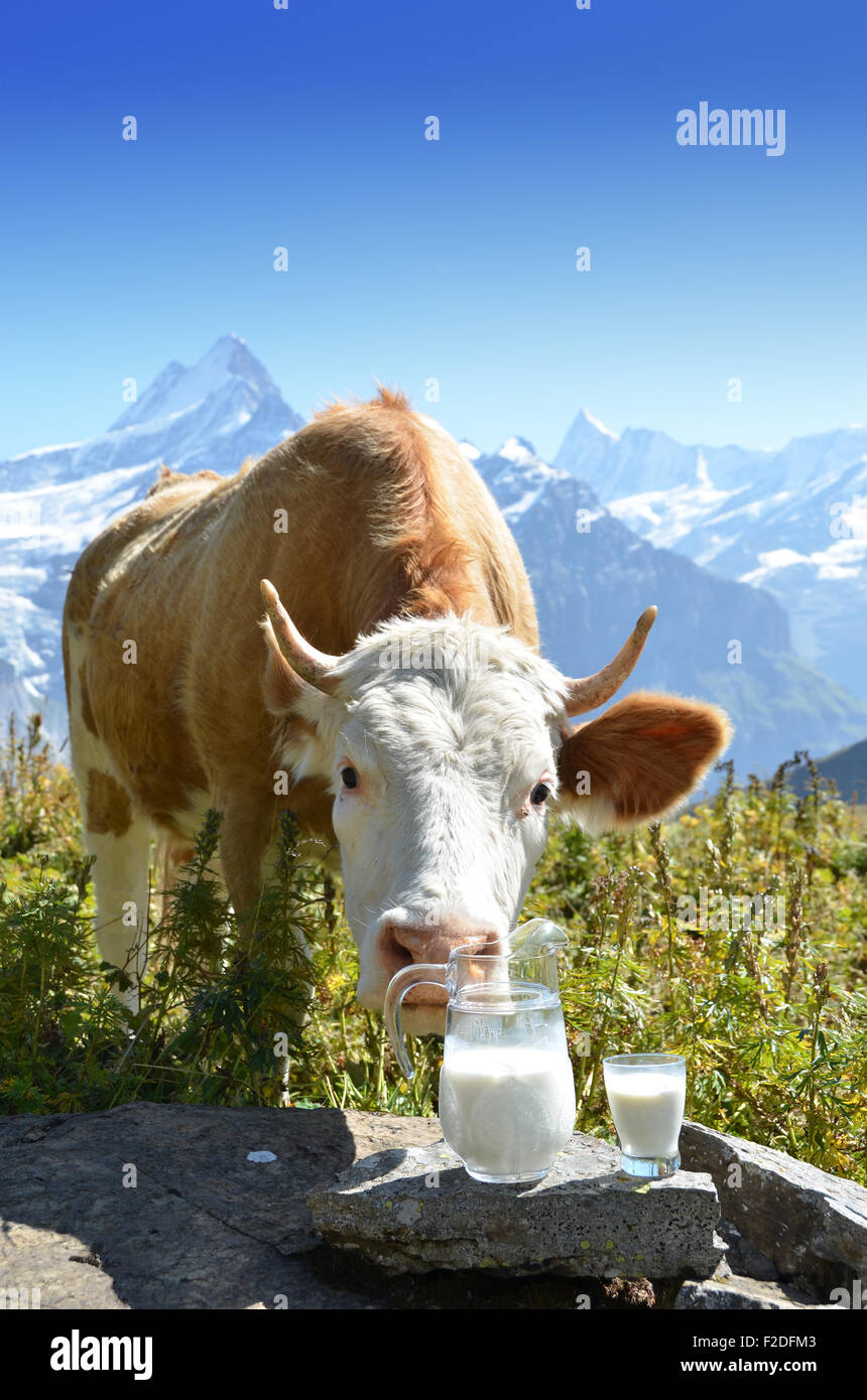 Creamy cow hi-res stock photography and images - Alamy