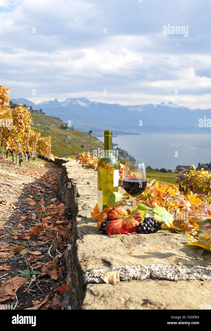 Red wine and grapes. Terrace vineyards in Lavaux region, Switzerland ...