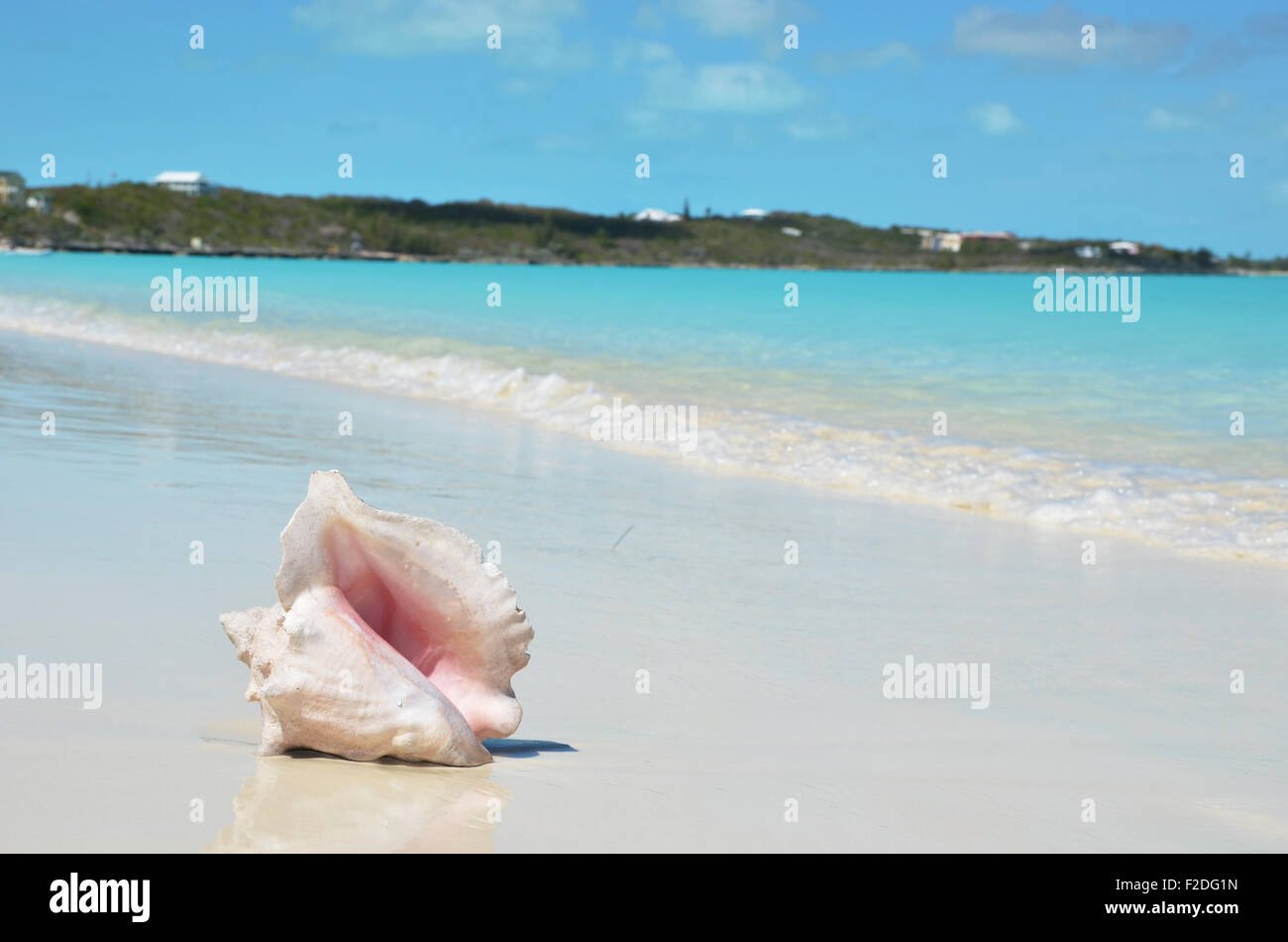 Atlantic ocean water conch shell hi-res stock photography and images ...