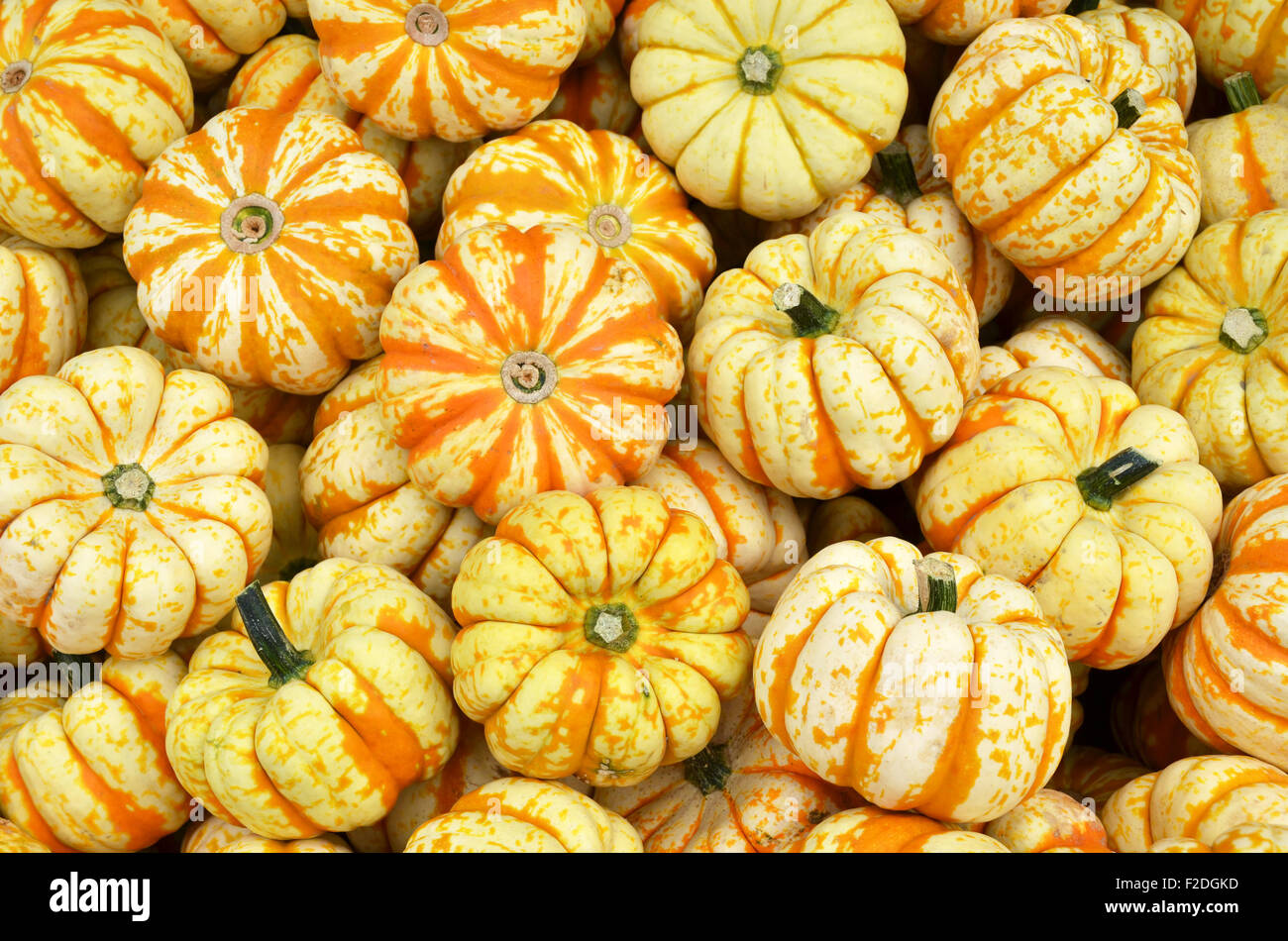 Indian mix pumpkin hi-res stock photography and images - Alamy