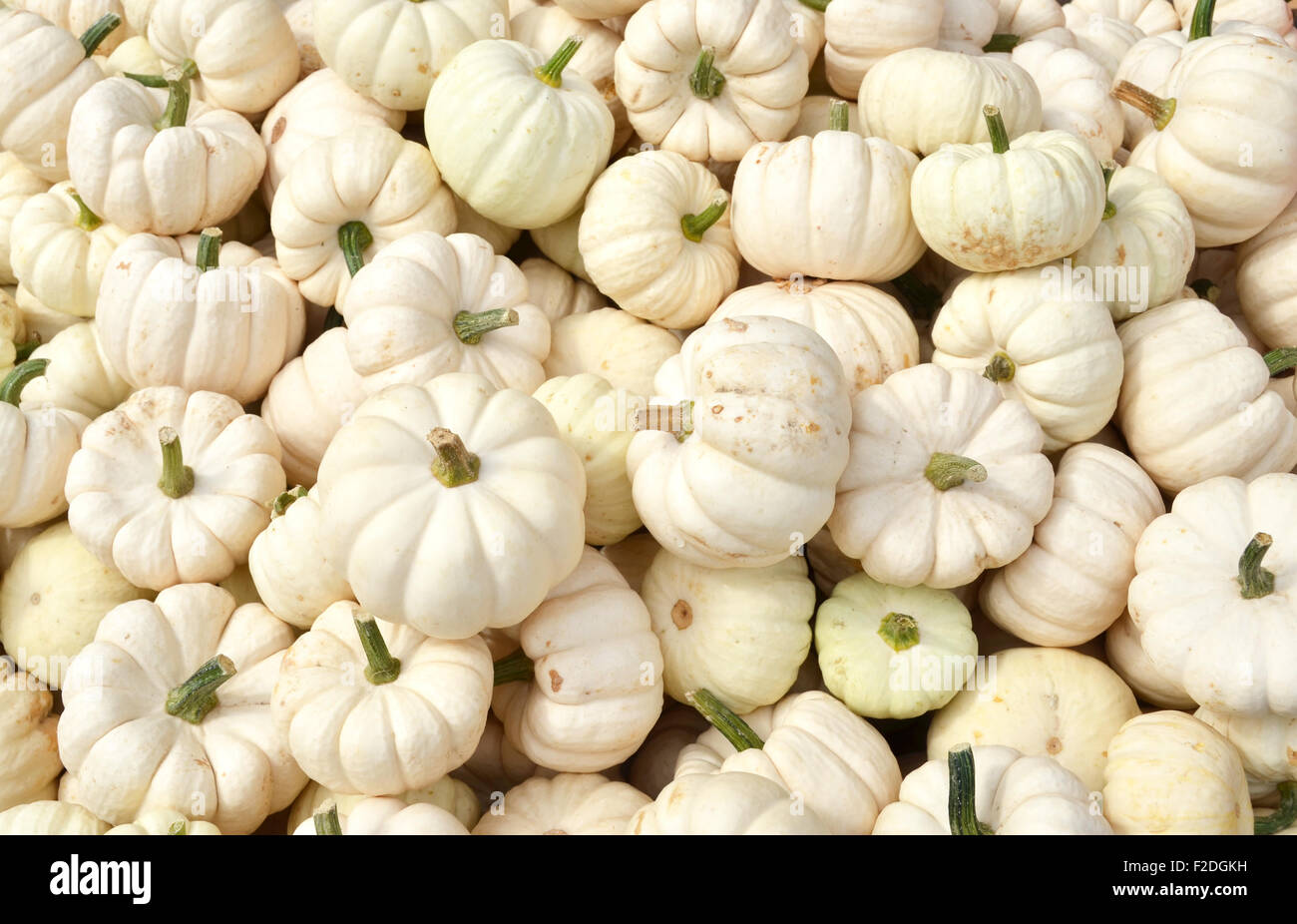 Indian Pumpkin Patch High Resolution Stock Photography and Images - Alamy