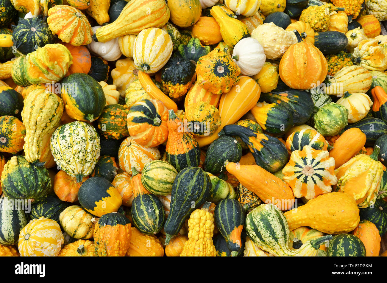 Indian pumpkin patch hi-res stock photography and images - Alamy