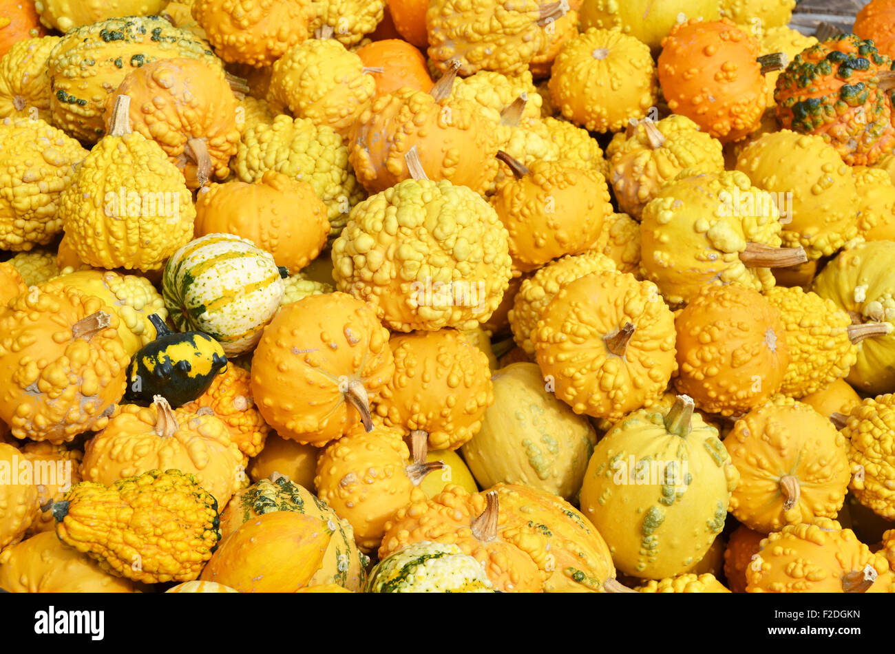 Indian pumpkin patch hi-res stock photography and images - Alamy