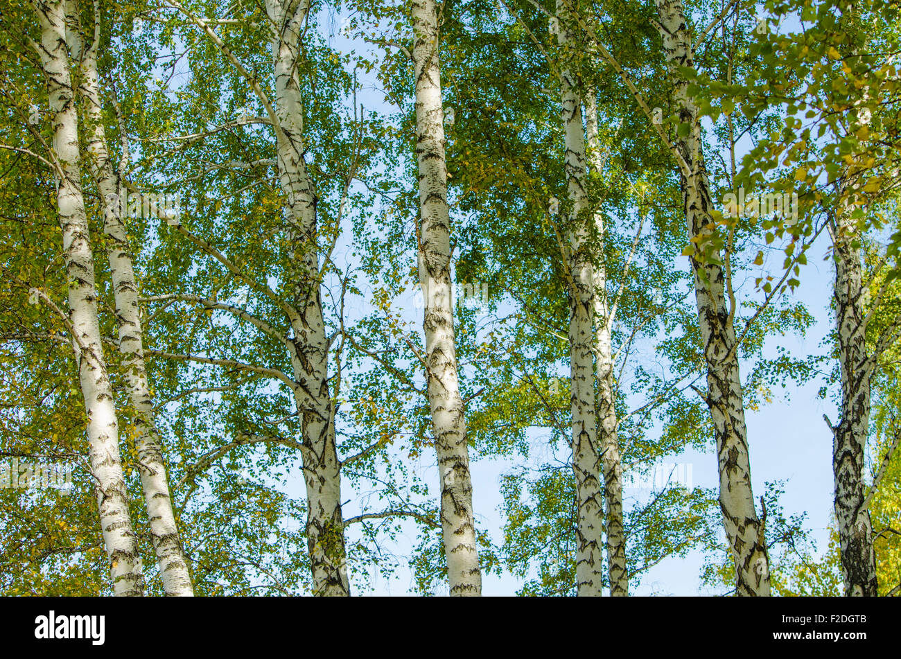 birches in one row, fall, a background, a grove, the wood, birches ...