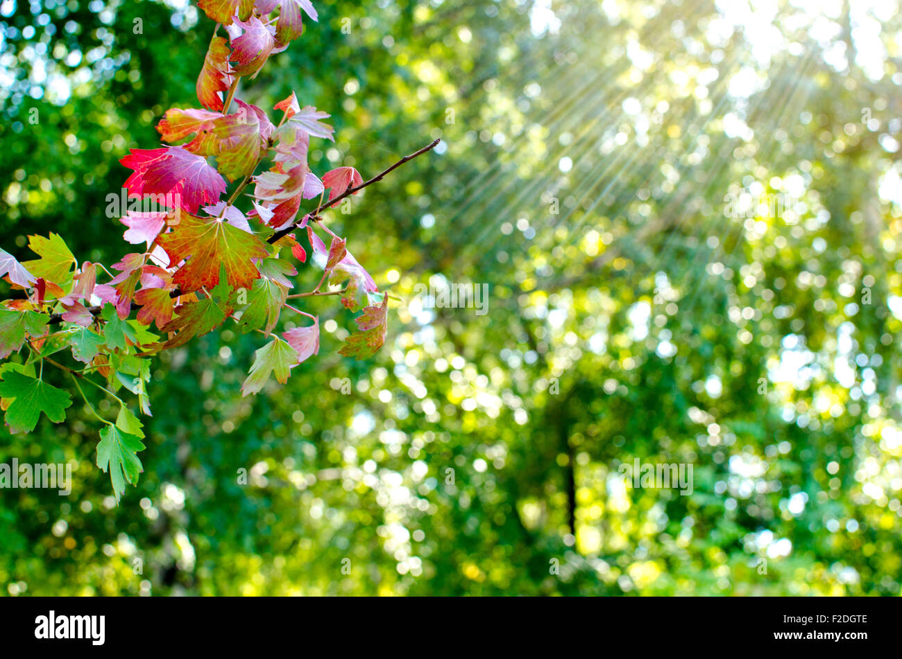 September leaves hi-res stock photography and images - Alamy