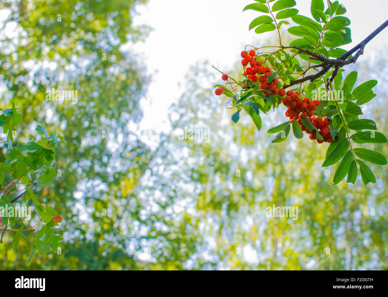Mountain ashes hi-res stock photography and images - Alamy