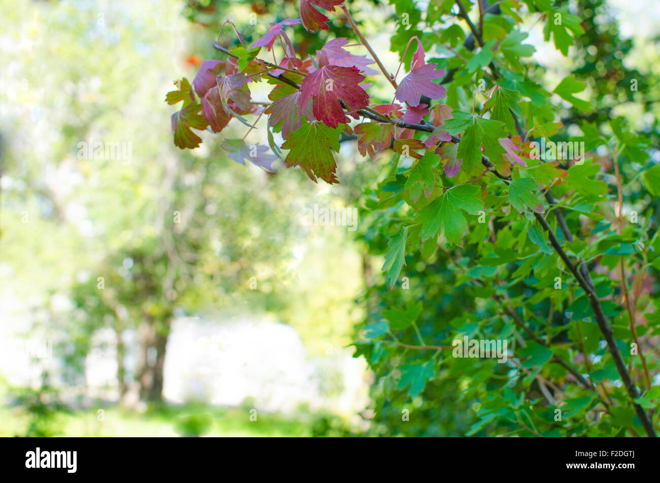 Green currant leaves hi-res stock photography and images - Alamy
