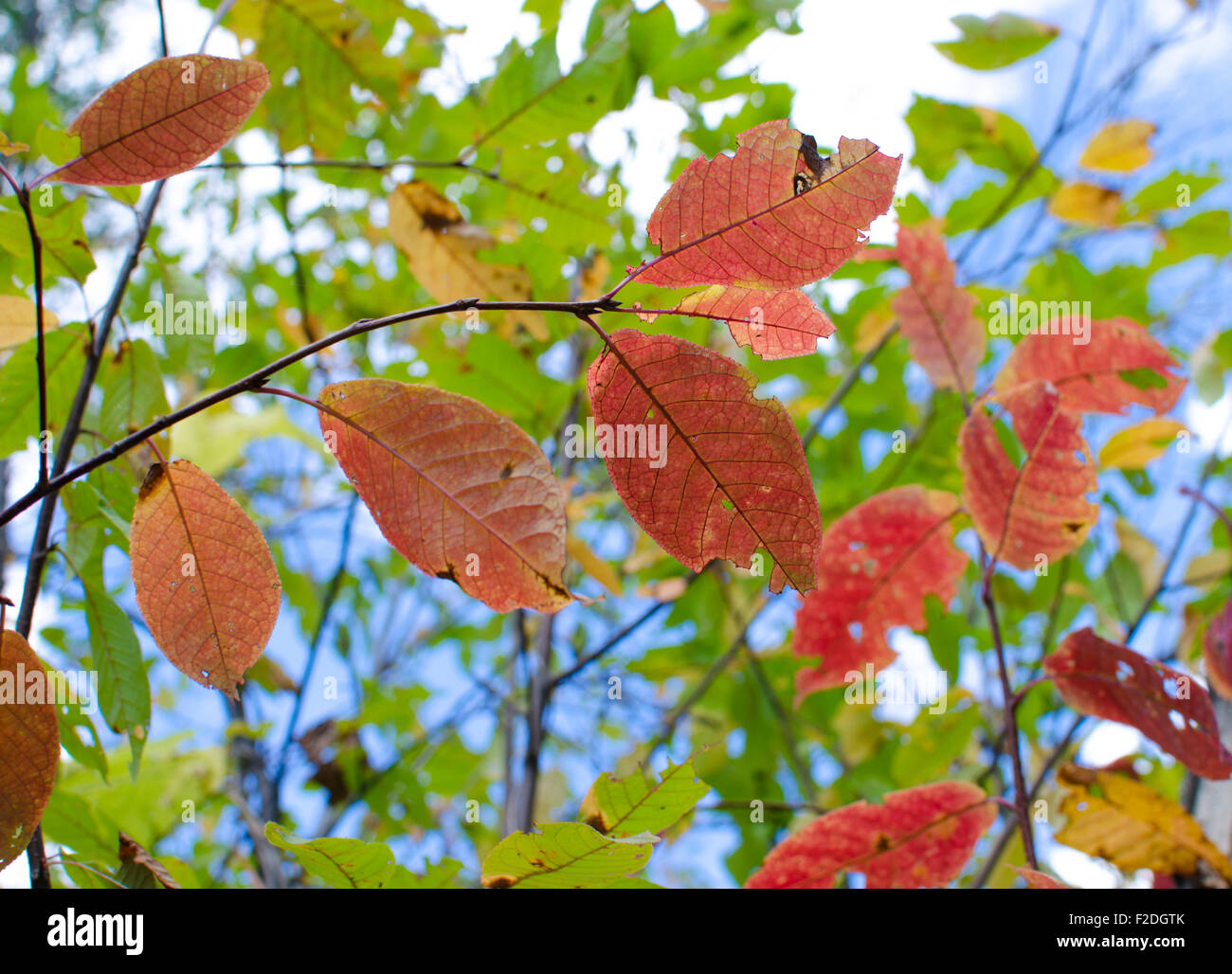 Beautiful september hi-res stock photography and images - Alamy