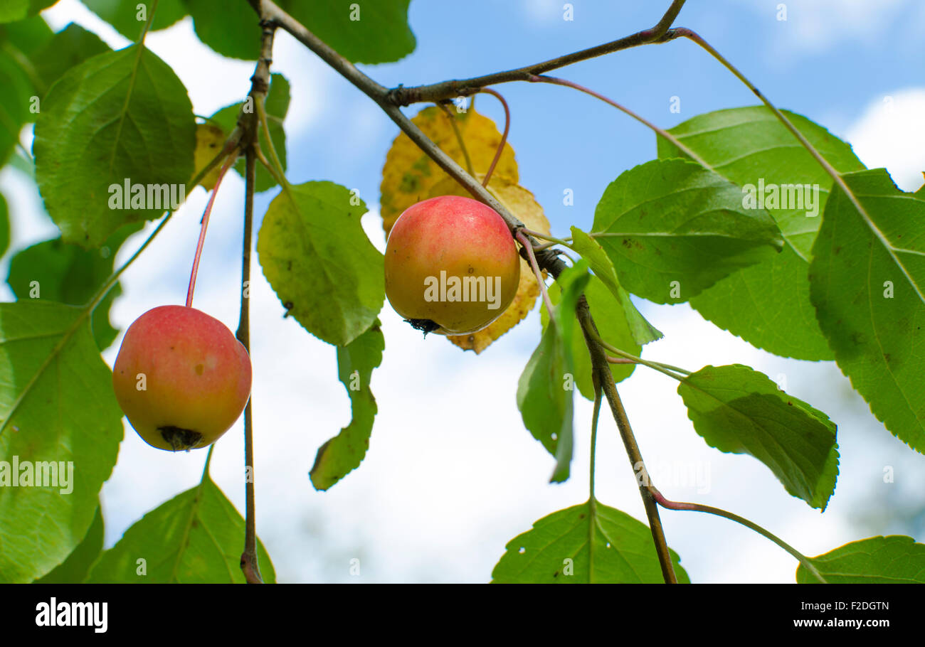 the apple-tree to collect,a crop,a rennet,small apples,august,siberia,a ...