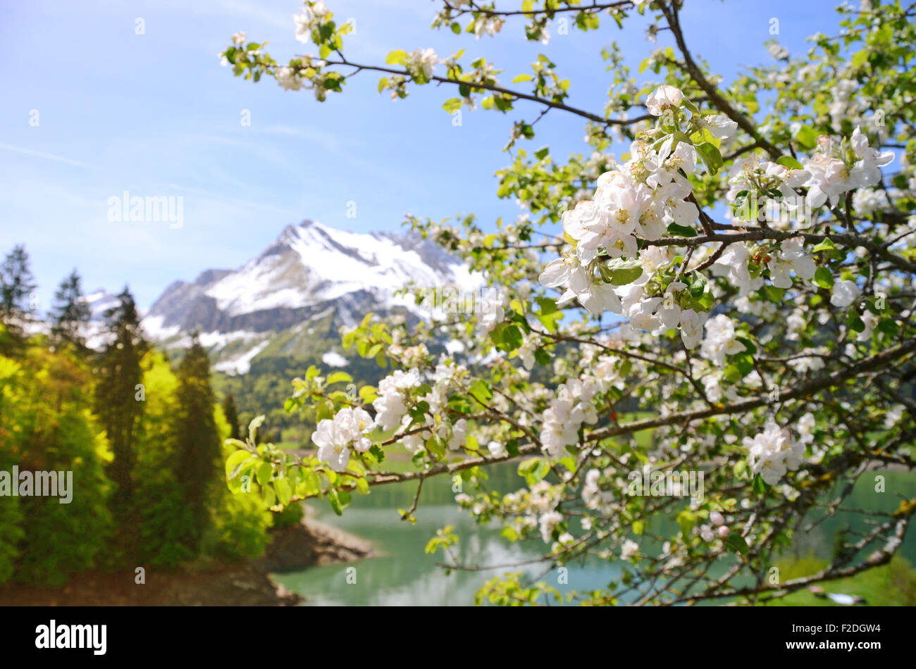 Almond spring switzerland hi-res stock photography and images - Alamy